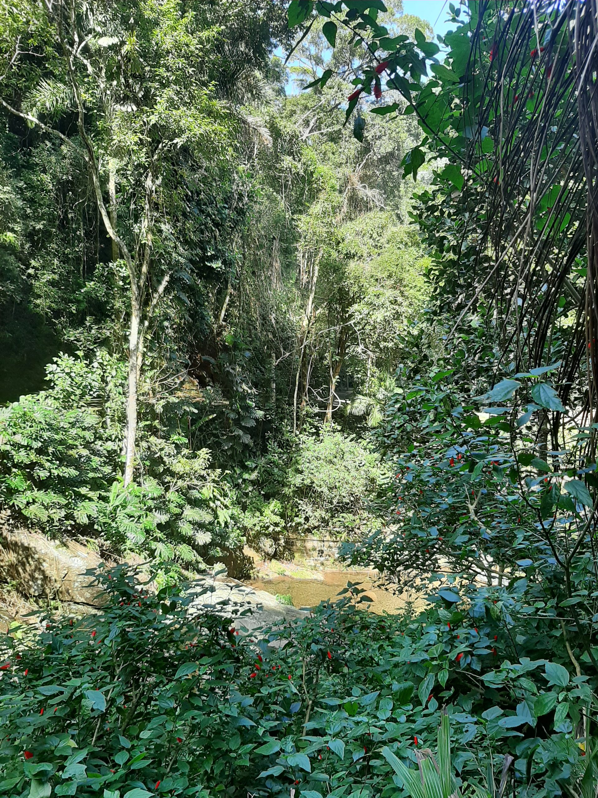 Visiter la forêt de Tijuca à Rio de Janeiro - Cindiaries